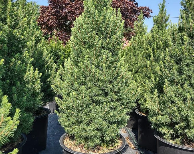 Picea Glauca 'conica' Dwarf Alberta Spruce - Live Starter Tree - Etsy