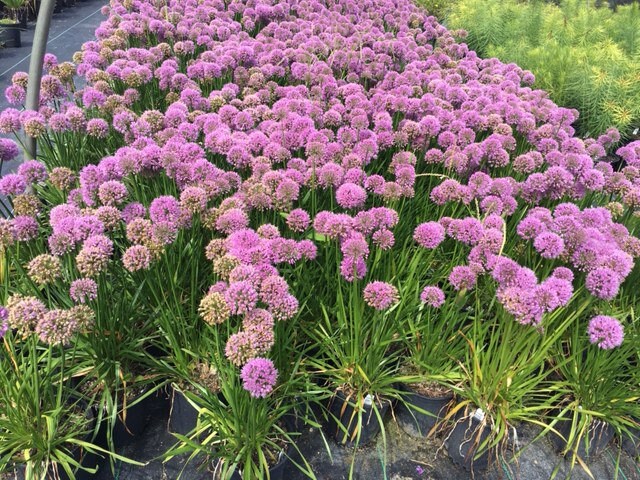 Allium Summer Beauty- 5 Landscape Sized Bare Root Plants - Etsy