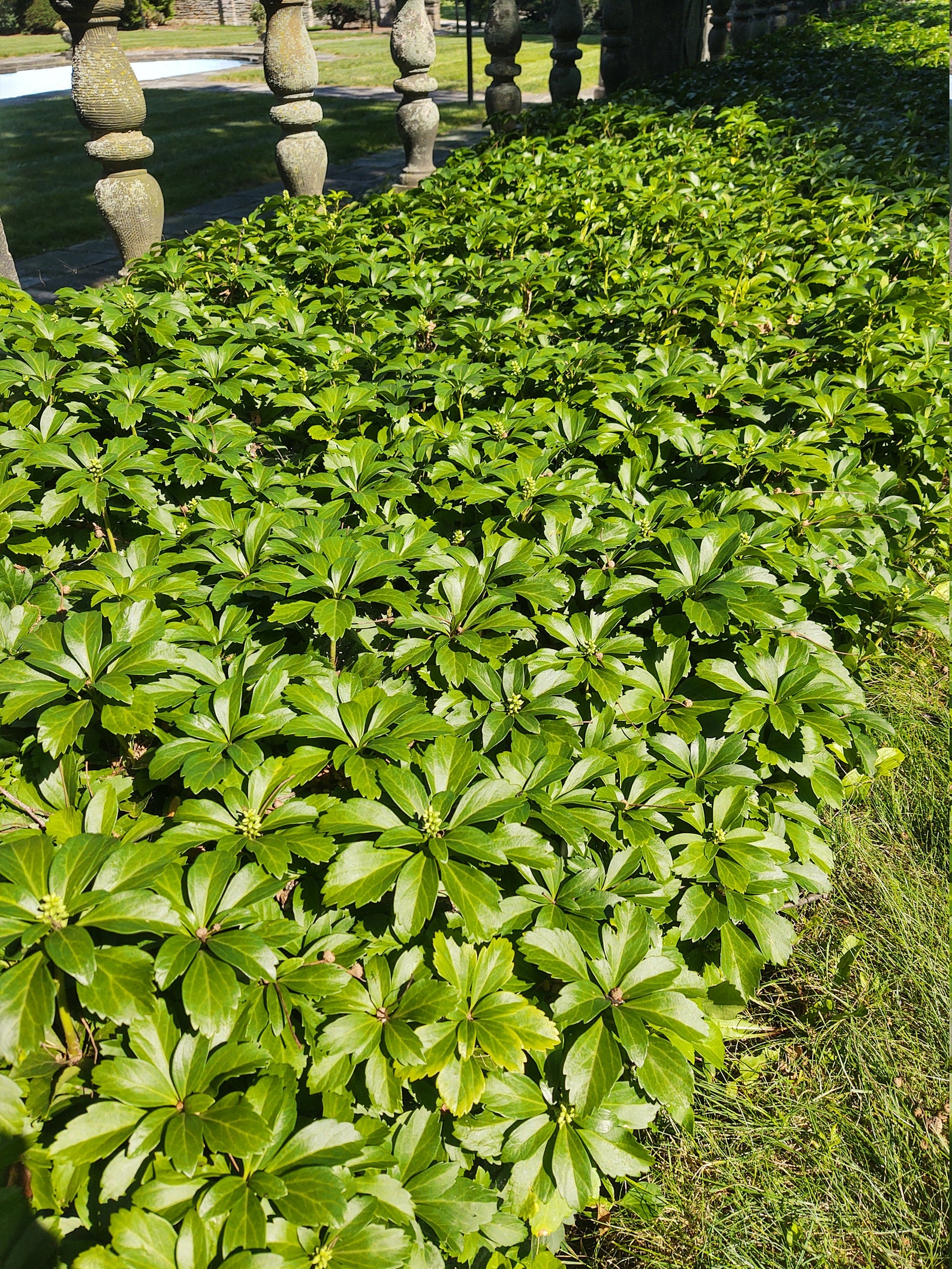 Pachysandra 'green Carpet' 100 Bare Root Plants - Etsy