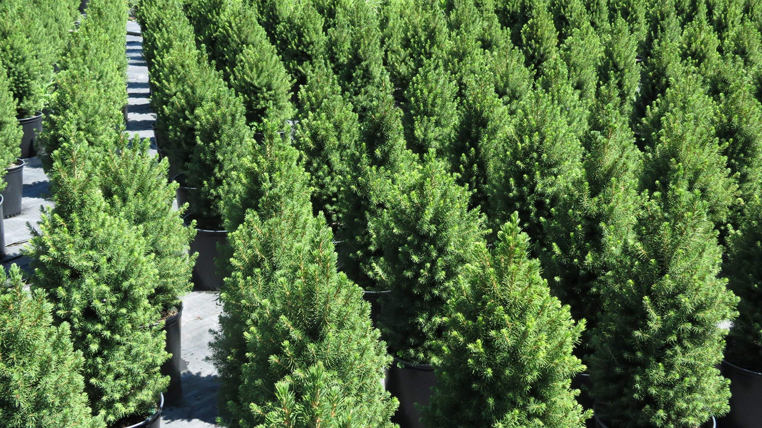 Dwarf Alberta Spruce - One, 3 Gallon Plant - Etsy