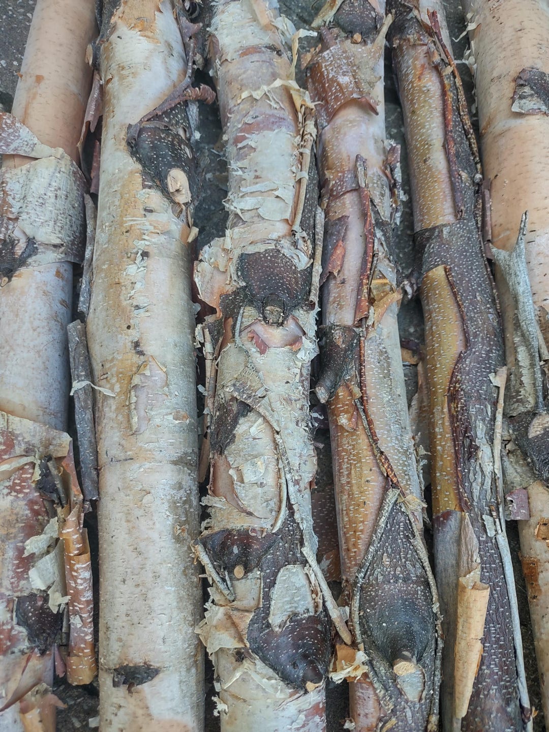 Natural River Birch Logs - 18 Inches Long - Etsy