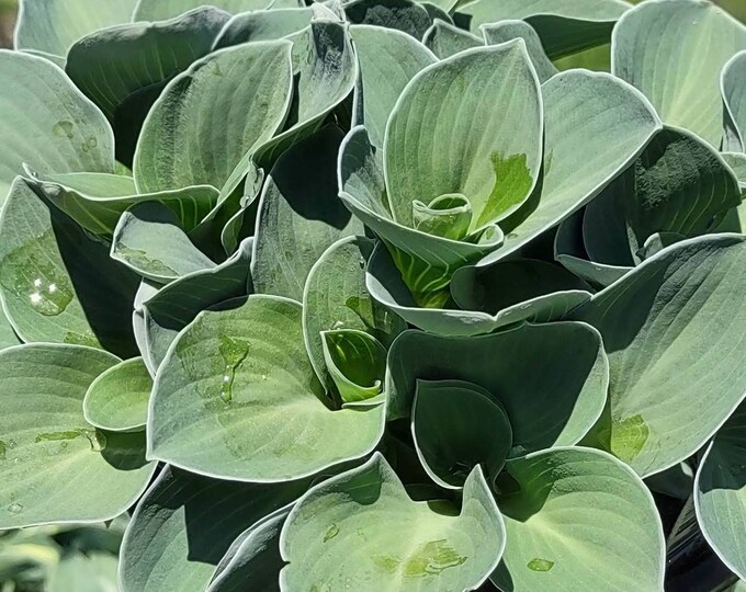 Blue Mouse Ears Mini Hosta. Super Cute. Blue. Easy to Grow. No - Etsy