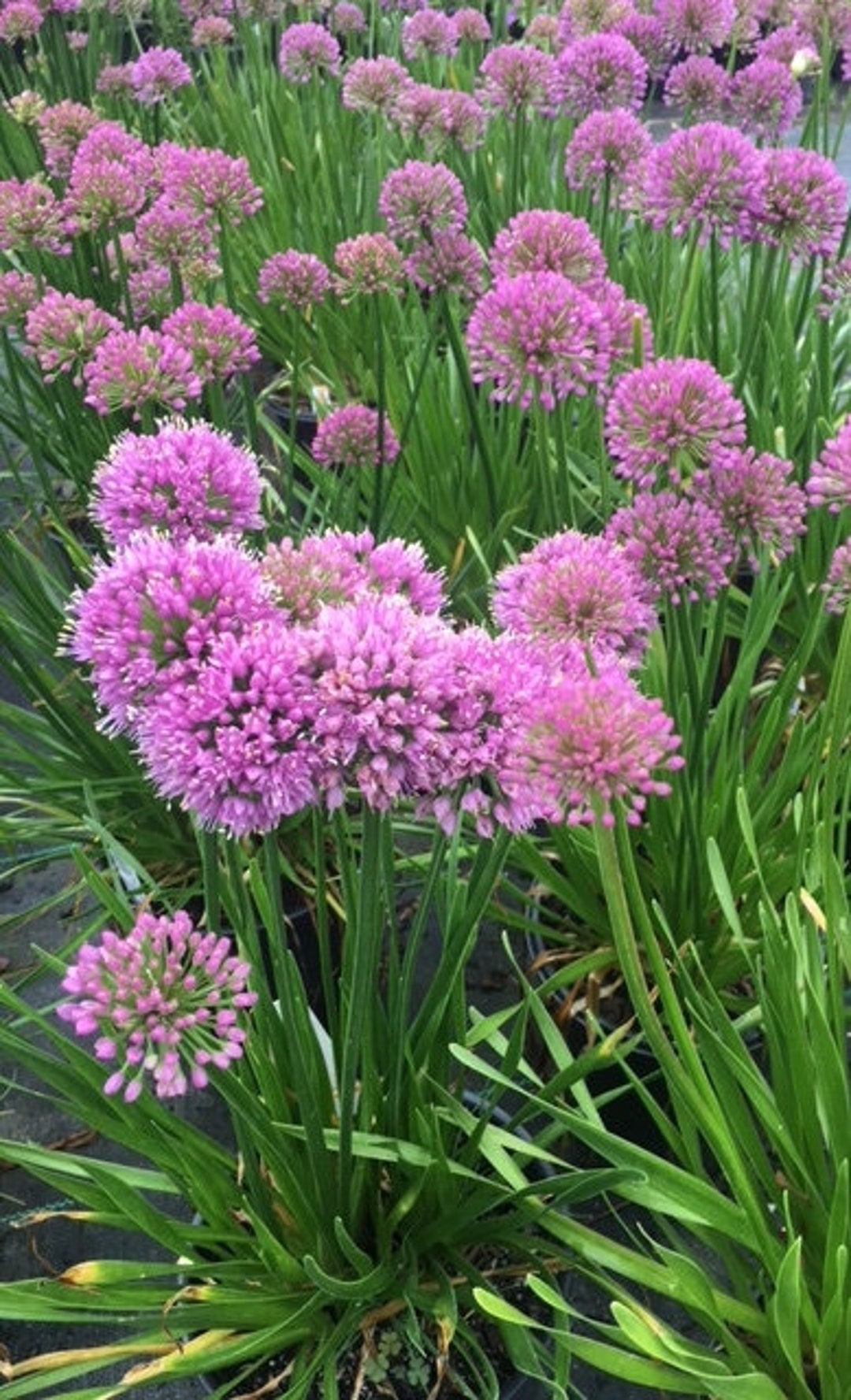 Allium Summer Beauty- 5 Landscape Sized Bare Root Plants - Etsy