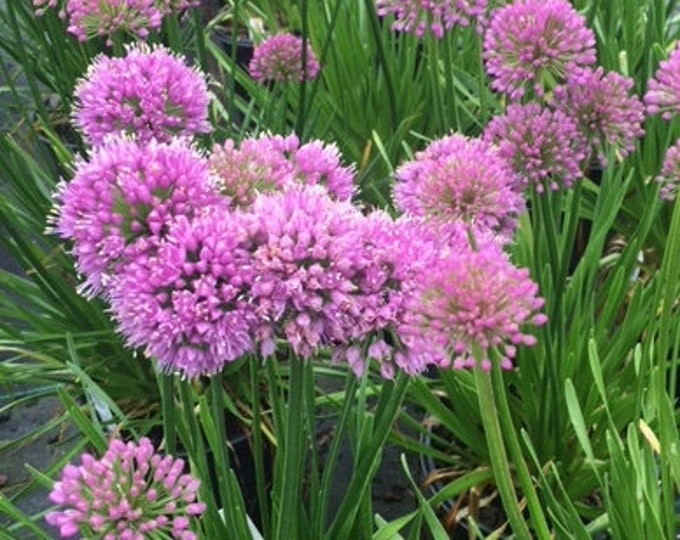 ALLIUM 'SUMMER BEAUTY' Starter Plant - Etsy