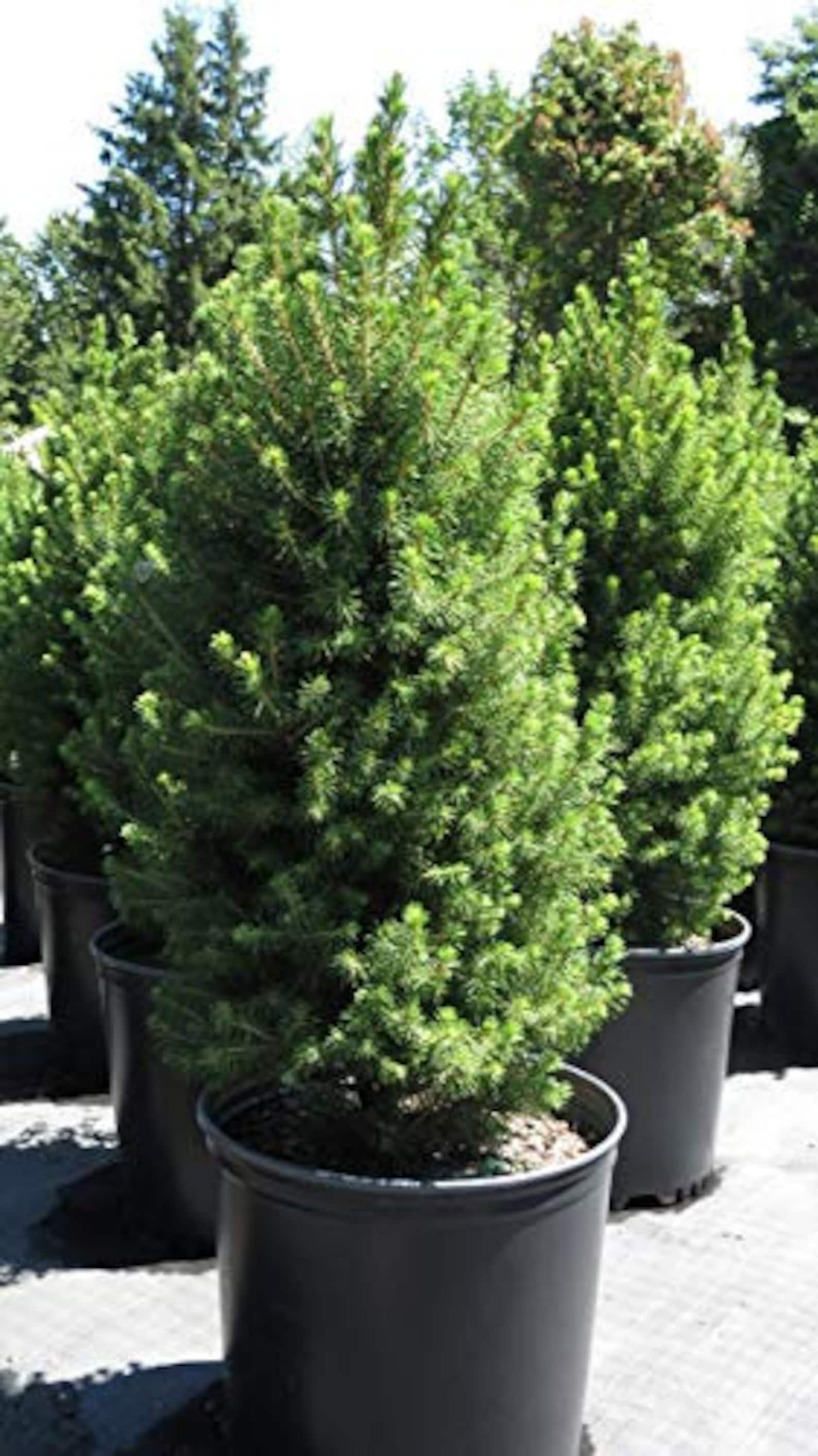Dwarf Alberta Spruce One 3 Gallon Plant | Etsy
