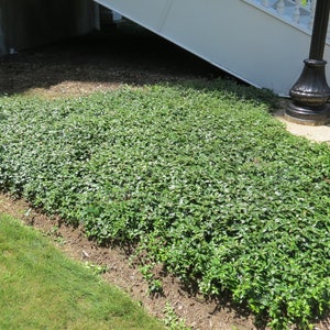 Vinca - Creeping Myrtle - 3.5" Potted Plant - Etsy