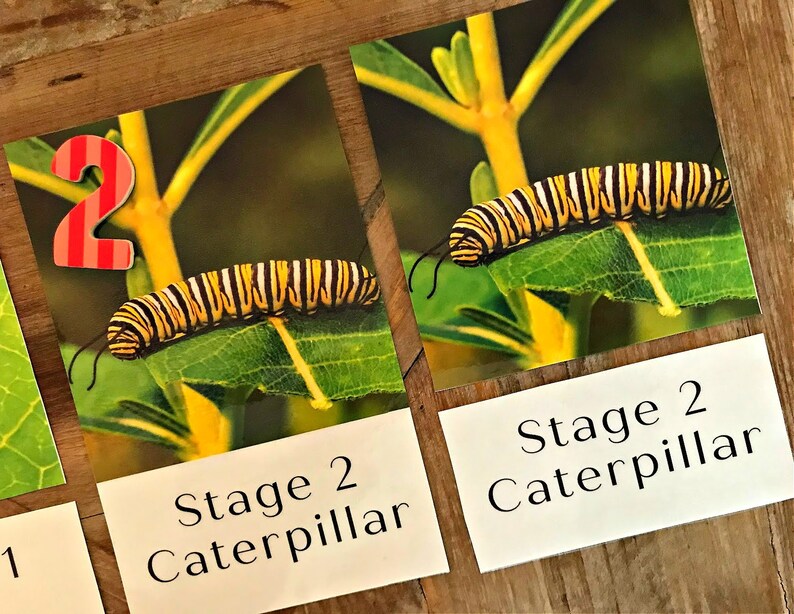 Life Cycle of a Butterfly | Butterfly | Three-part Cards | 4 Stages ...
