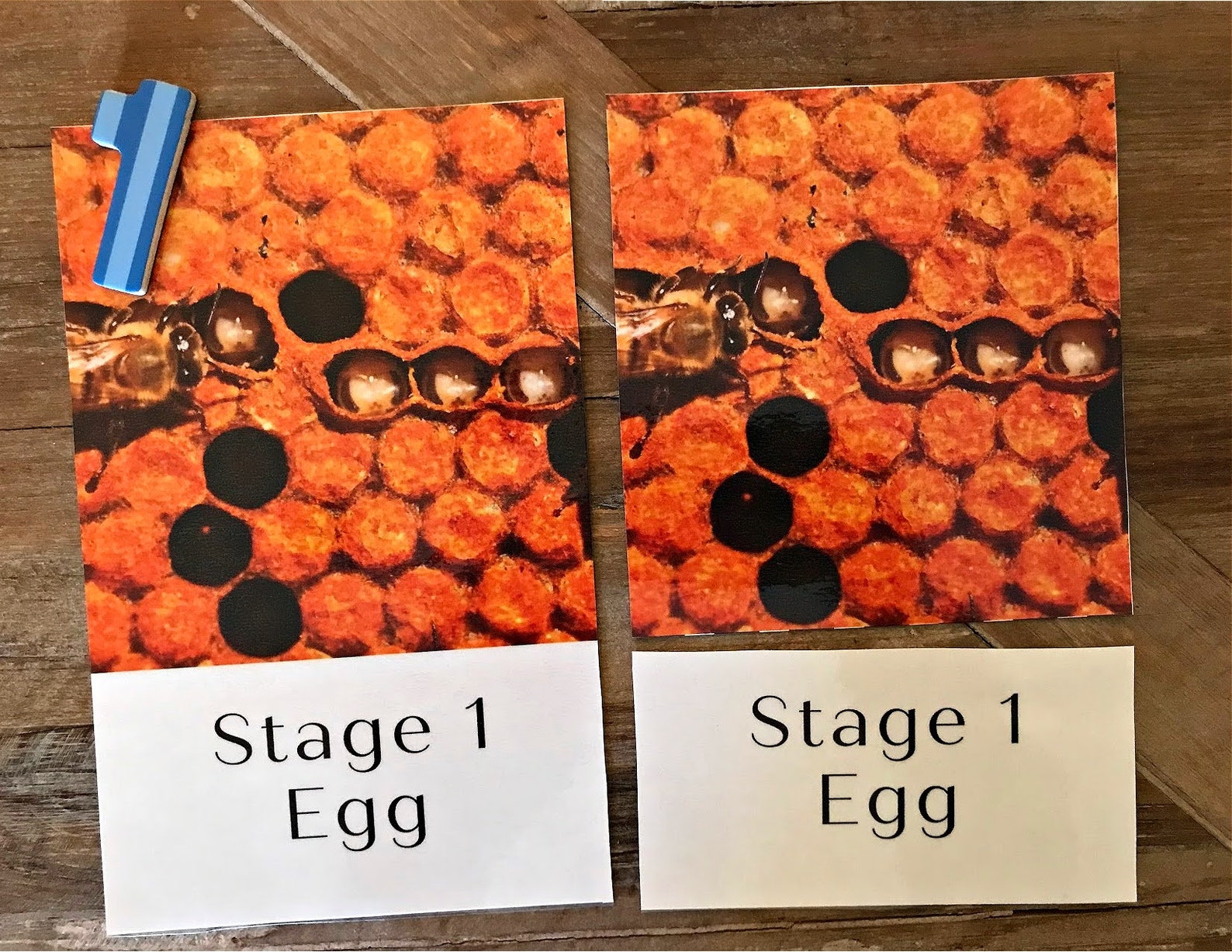 Life Cycle of a Honey Bee | Honey Bee | Three-part Cards | 4 Stages of ...