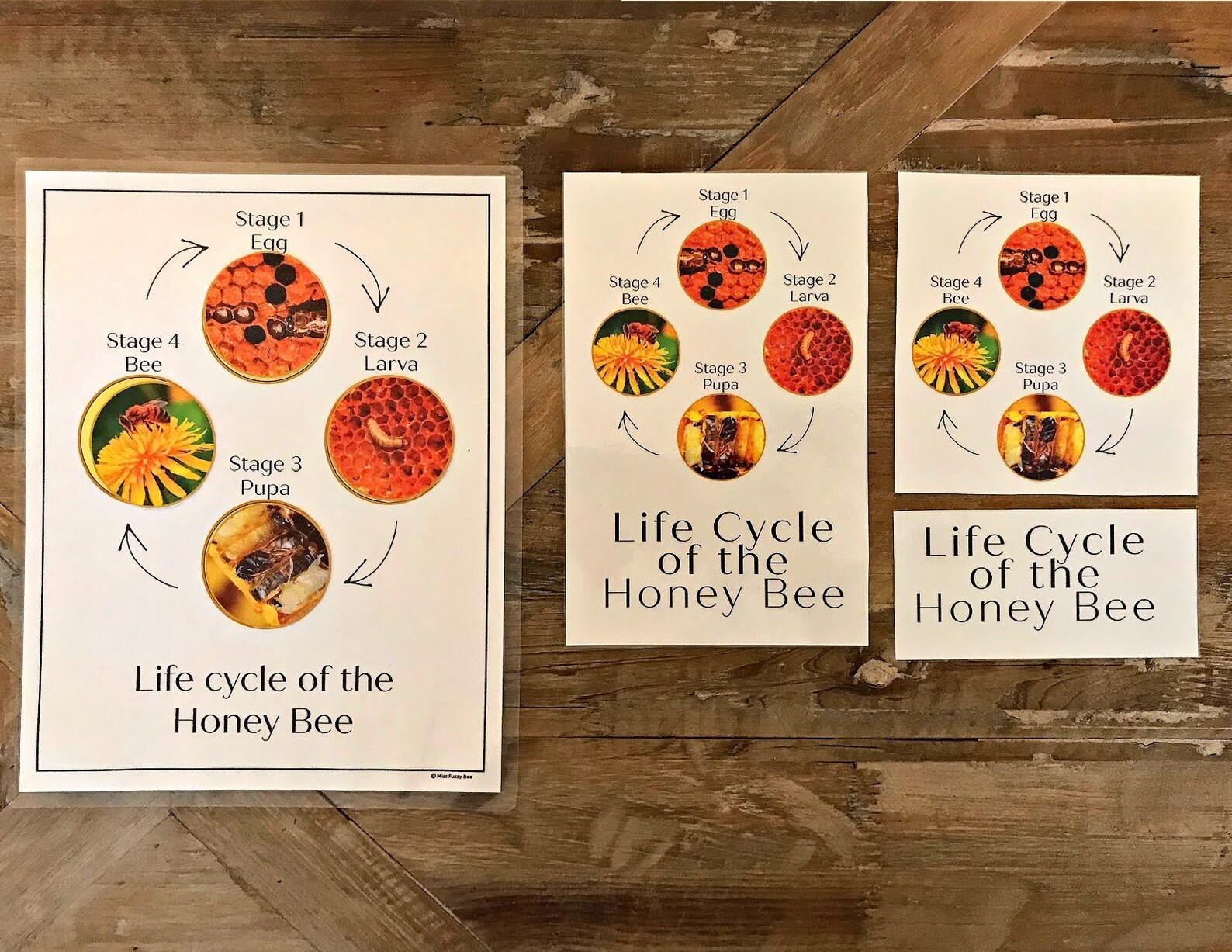 Life Cycle of a Honey Bee Honey Bee Three-part Cards 4 Stages of Honey ...