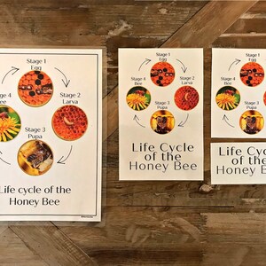 Life Cycle of a Honey Bee | Honey Bee | Three-part Cards | 4 Stages of ...