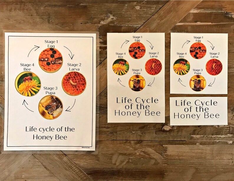 Life Cycle of a Honey Bee | Honey Bee | Three-part Cards | 4 Stages of Honey Bee | Printables ...