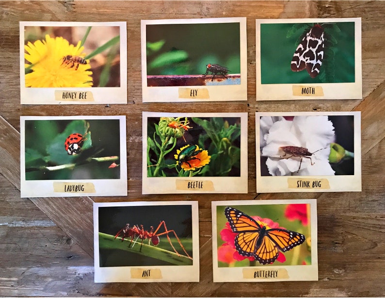 Bug Collector Dramatic Play Bug Activity Pretend Play Bug Bulletin ...