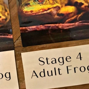Life Cycle of a Frog | Frog Lifecycle | Three-part Cards | 4 Stages ...