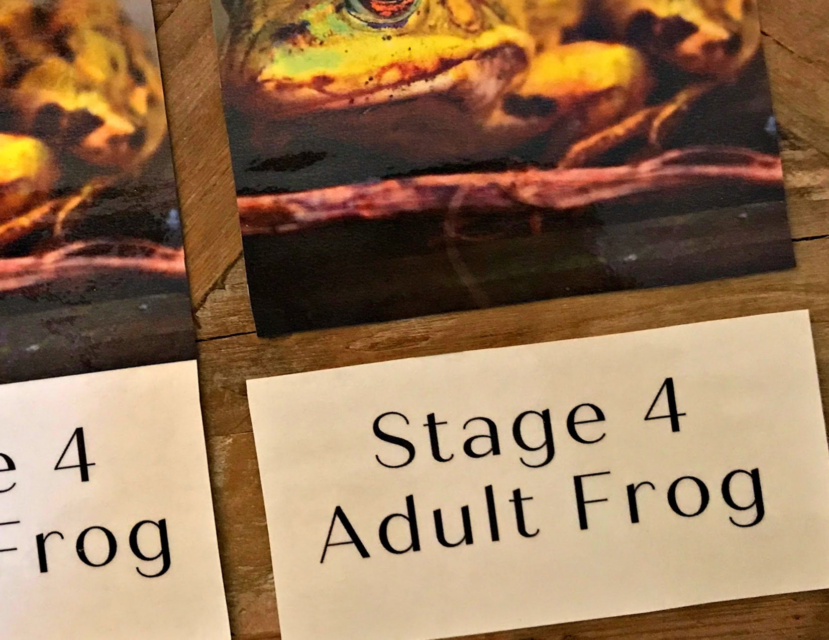 Life Cycle of a Frog Frog Lifecycle Three-part Cards 4 Stages Frog ...