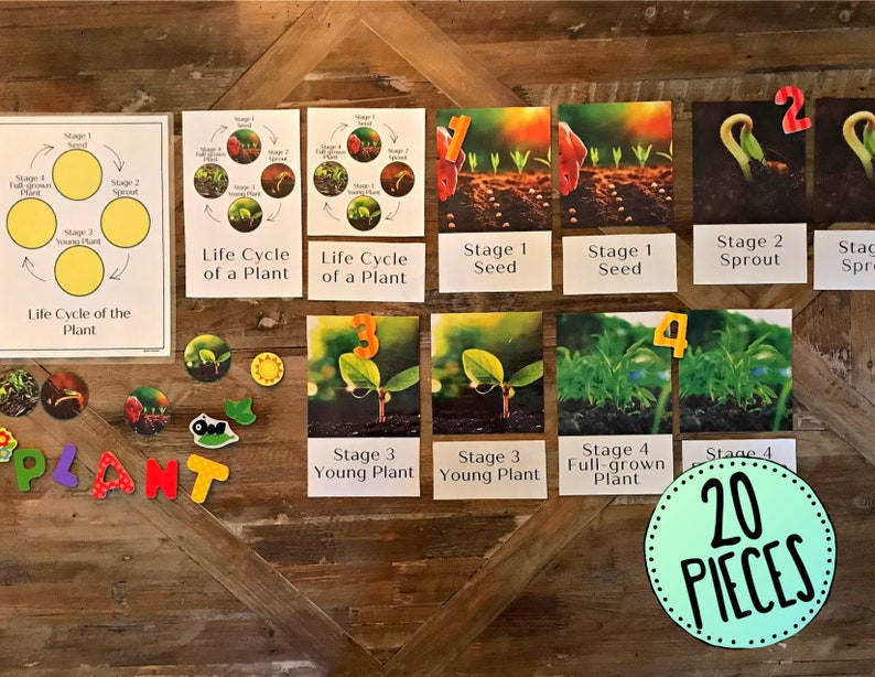 Life Cycle of a Plant Life Cycle Plant Three-part Cards 4 Stages Plant ...