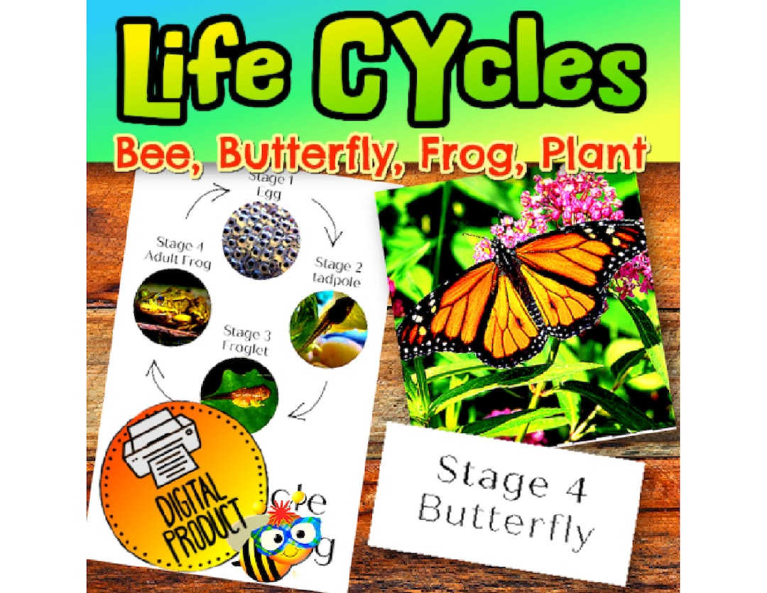Life Cycle 3-part Cards | Life Cycle of Bee | Lifecycle of Butterfly ...