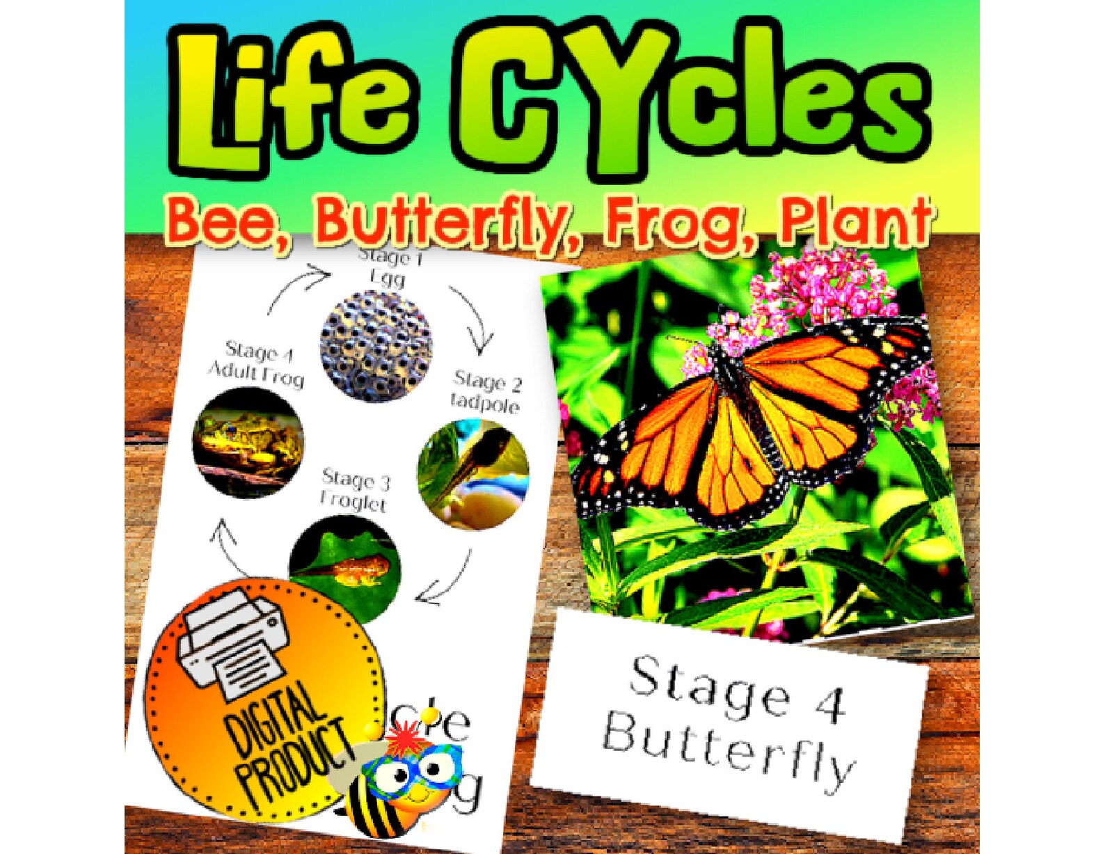 Life Cycle 3-part Cards Life Cycle of Bee Lifecycle of Butterfly Life ...