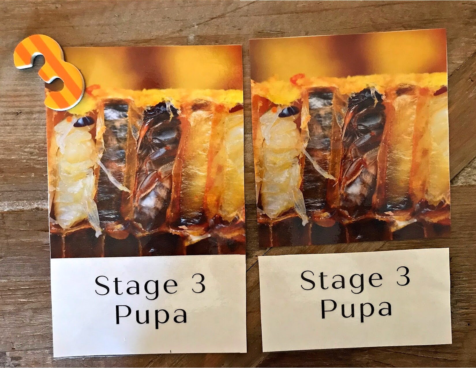 Life Cycle of a Honey Bee | Honey Bee | Three-part Cards | 4 Stages of ...