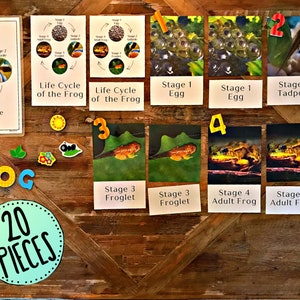 Life Cycle 3-part Cards | Life Cycle of Bee | Lifecycle of Butterfly ...