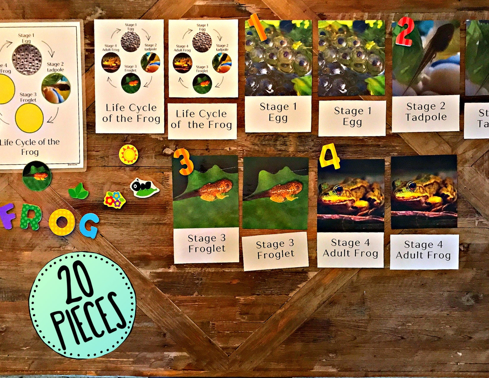 Life Cycle 3-part Cards Life Cycle of Bee Lifecycle of Butterfly Life ...