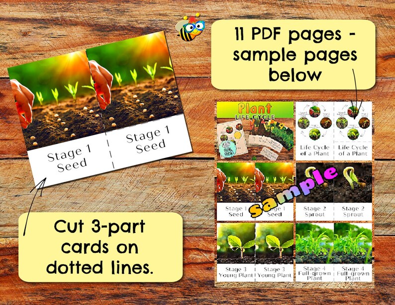 Life Cycle of a Plant Life Cycle Plant Three-part Cards 4 Stages Plant ...