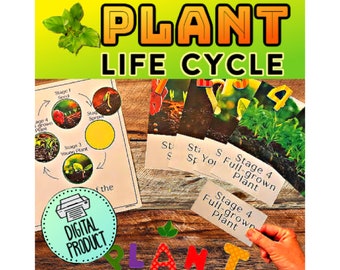 Life Cycle of a Bean Plant Foldable Kids' Craft Science Activity A4 and ...