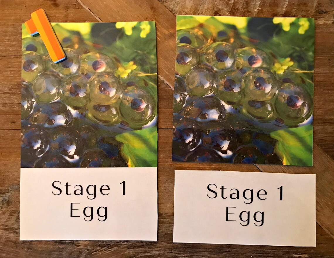 Life Cycle of a Frog Frog Lifecycle Three-part Cards 4 Stages Frog ...