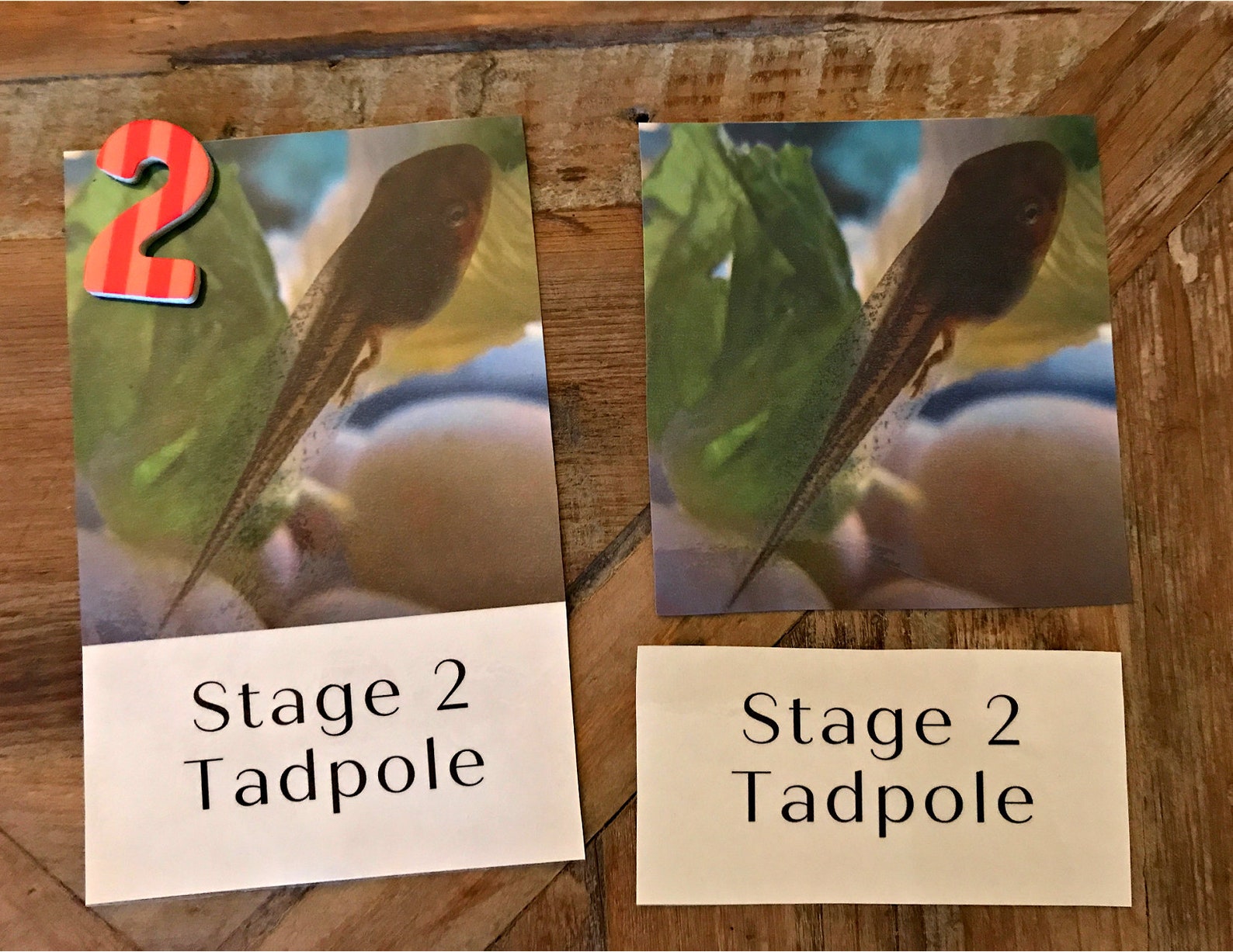 Life Cycle of a Frog | Frog Lifecycle | Three-part Cards | 4 Stages ...