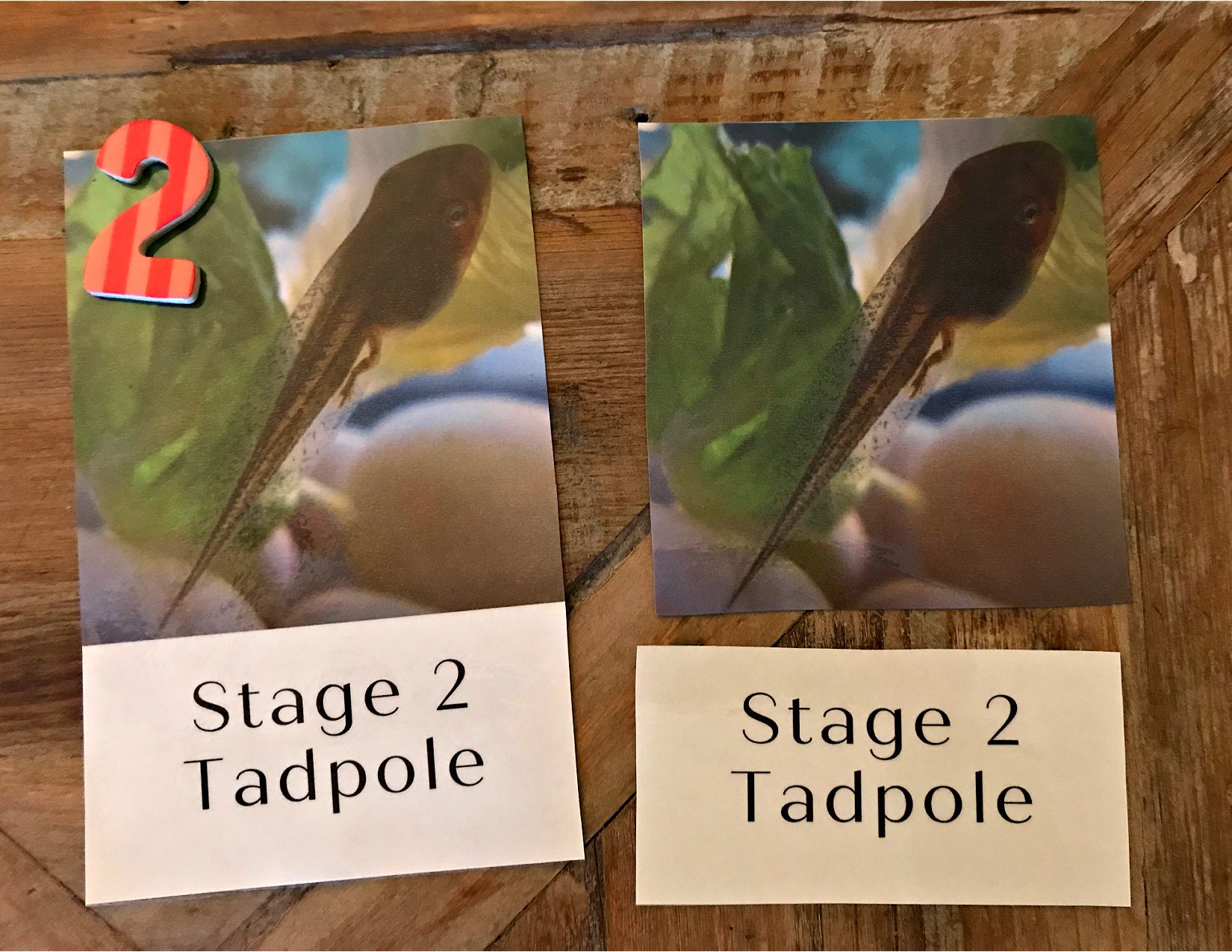 Life Cycle of a Frog | Frog Lifecycle | Three-part Cards | 4 Stages ...