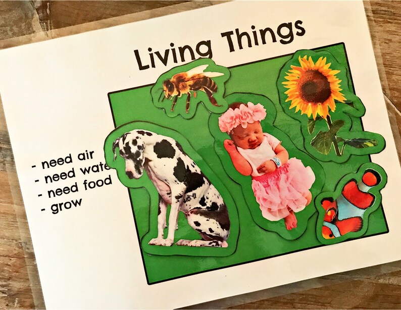 Living and Non-living Activity | Night and Day Activity | Living ...