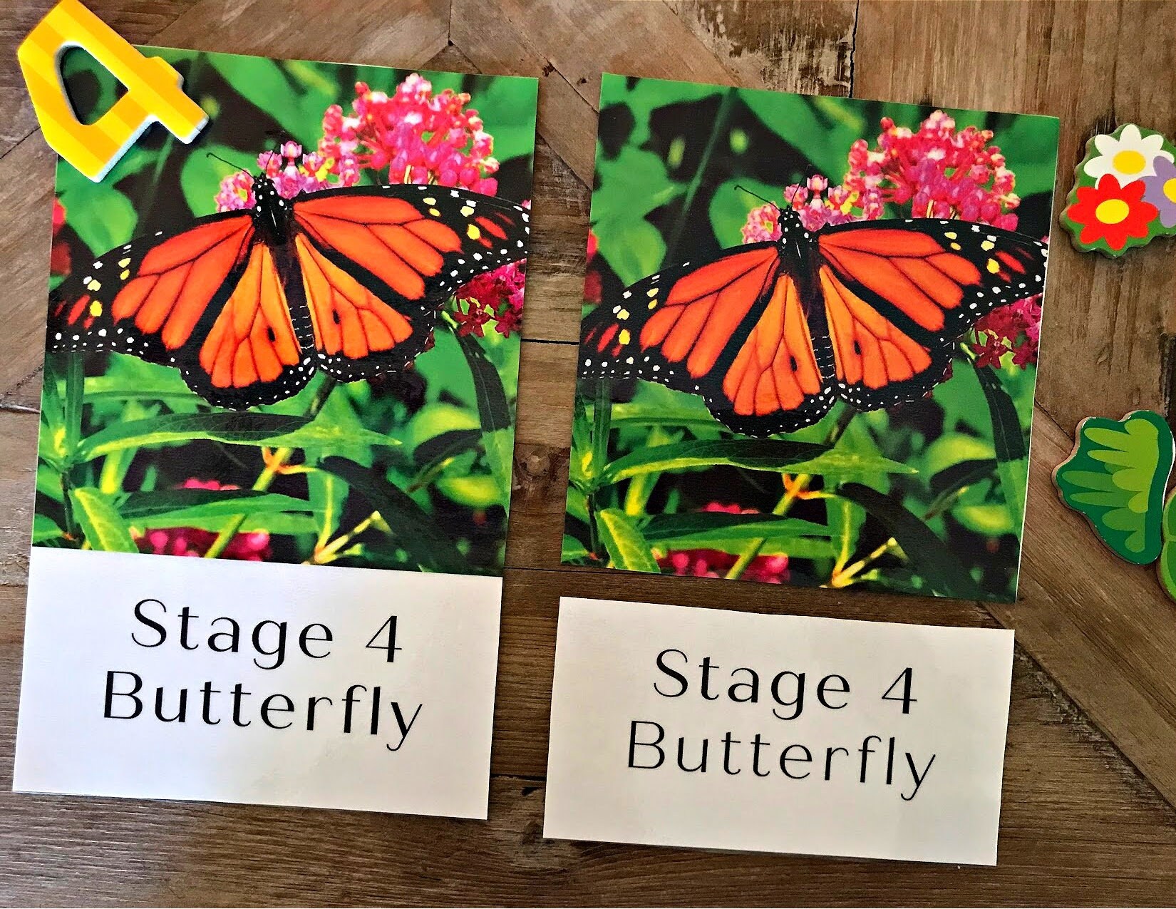 Life Cycle of a Butterfly | Butterfly | Three-part Cards | 4 Stages ...