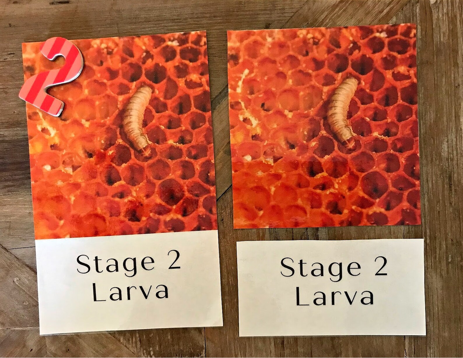 Life Cycle of a Honey Bee | Honey Bee | Three-part Cards | 4 Stages of ...