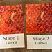 Life Cycle of a Honey Bee | Honey Bee | Three-part Cards | 4 Stages of ...