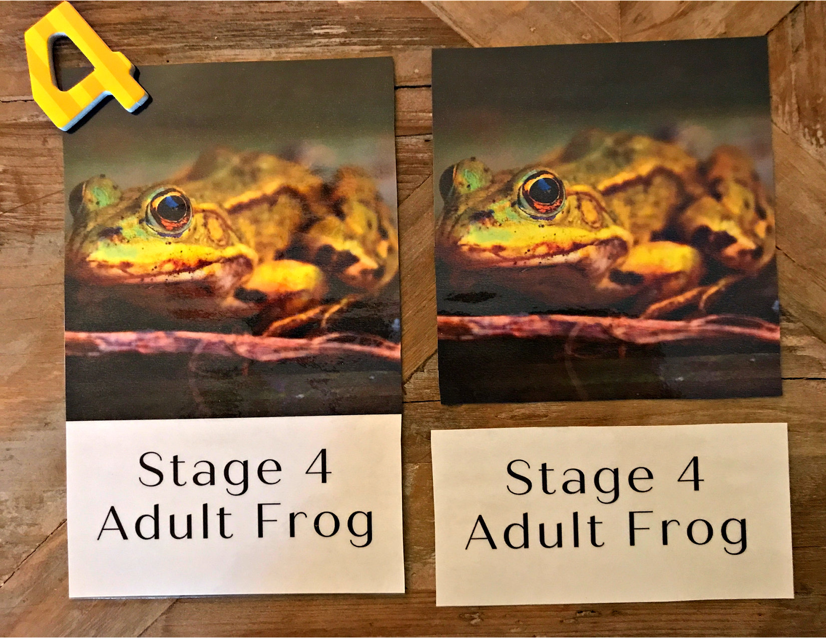 Life Cycle of a Frog | Frog Lifecycle | Three-part Cards | 4 Stages ...