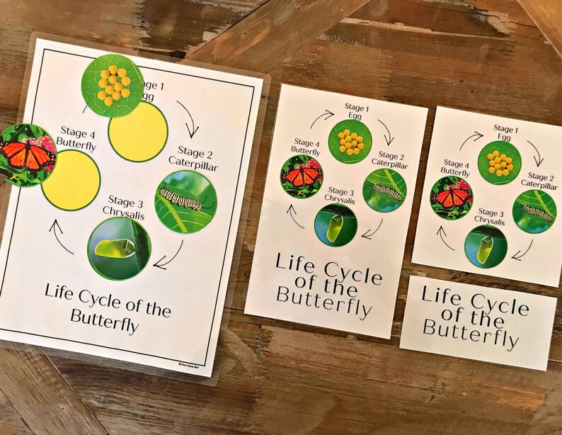 Life Cycle of a Butterfly | Butterfly | Three-part Cards | 4 Stages ...