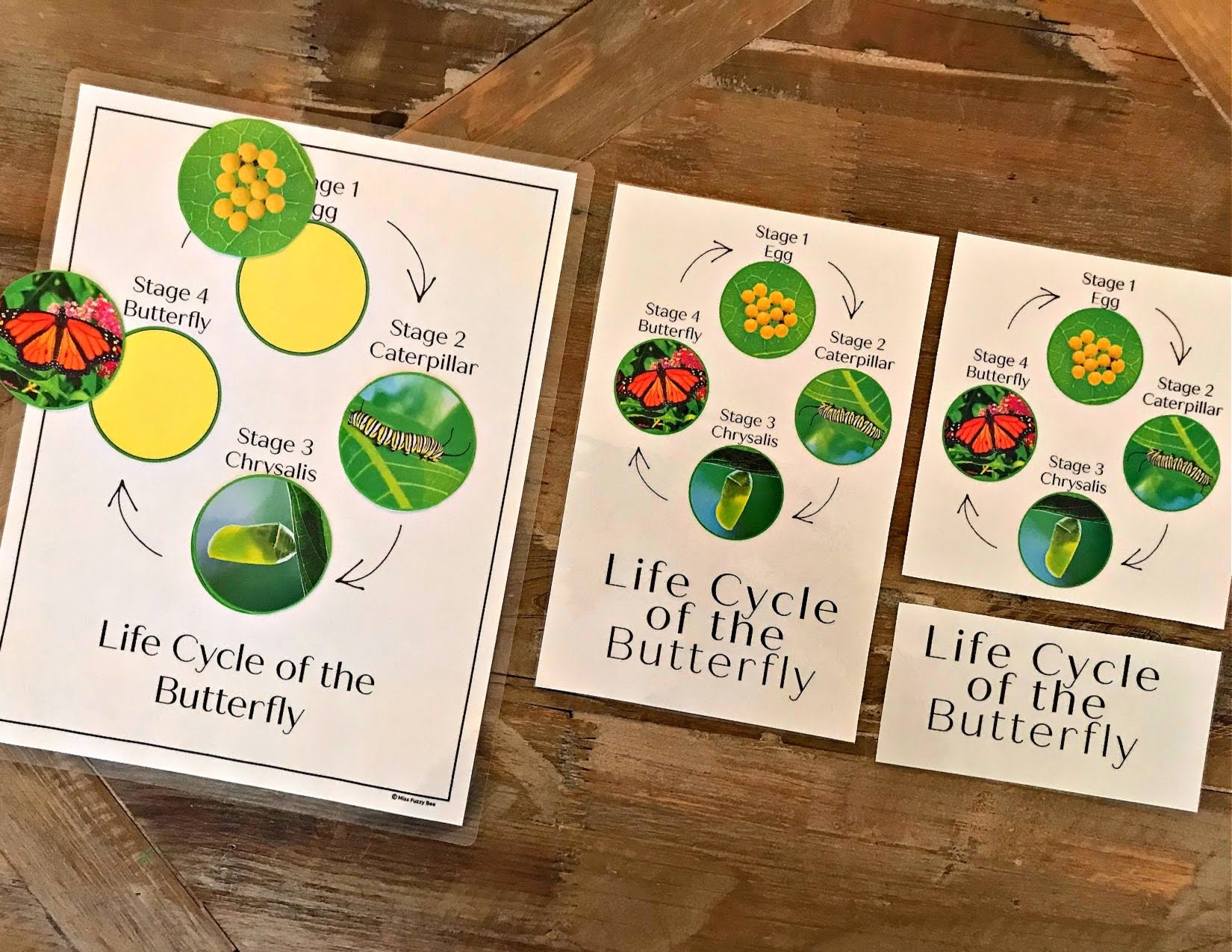 Life Cycle of a Butterfly | Butterfly | Three-part Cards | 4 Stages ...