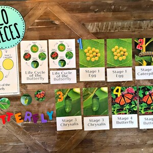Life Cycle 3-part Cards | Life Cycle of Bee | Lifecycle of Butterfly ...