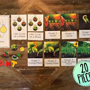 Life Cycle 3-part Cards | Life Cycle of Bee | Lifecycle of Butterfly ...