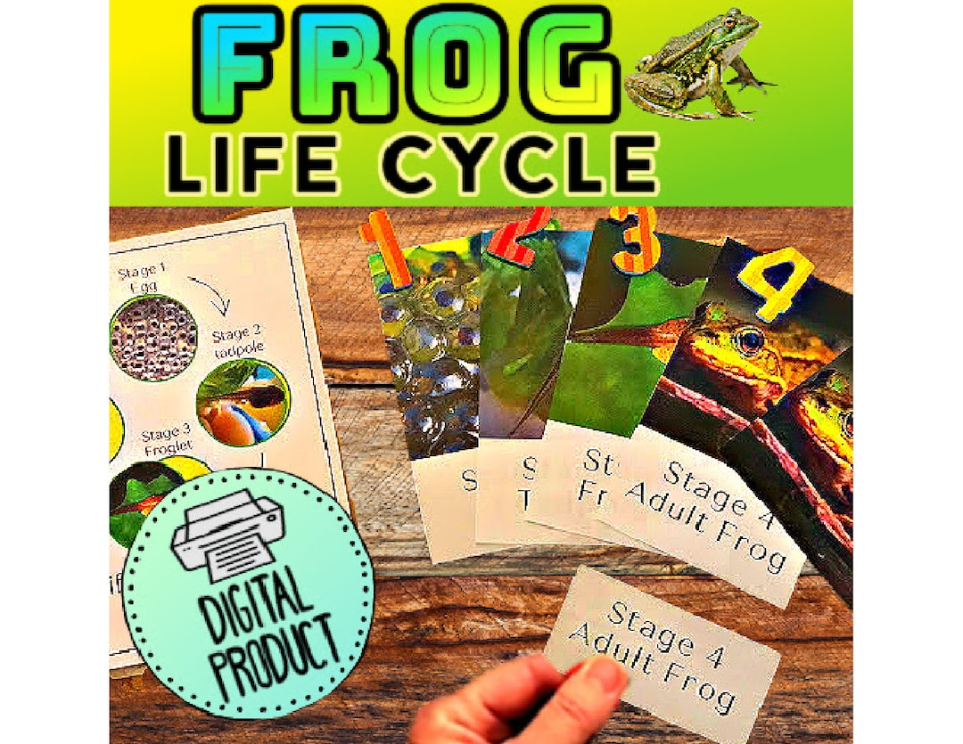Life Cycle of a Frog | Frog Lifecycle | Three-part Cards | 4 Stages ...