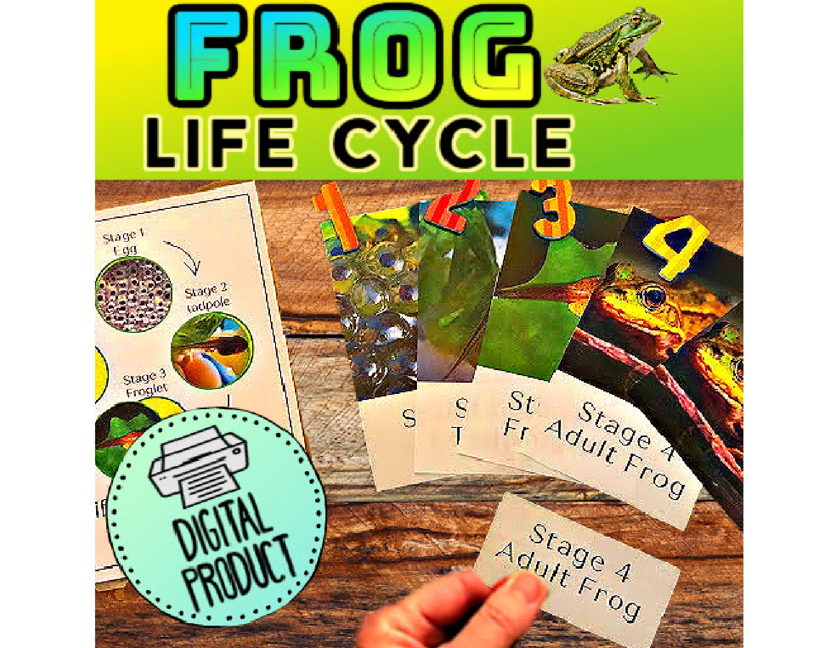 Life Cycle of a Frog | Frog Lifecycle | Three-part Cards | 4 Stages ...
