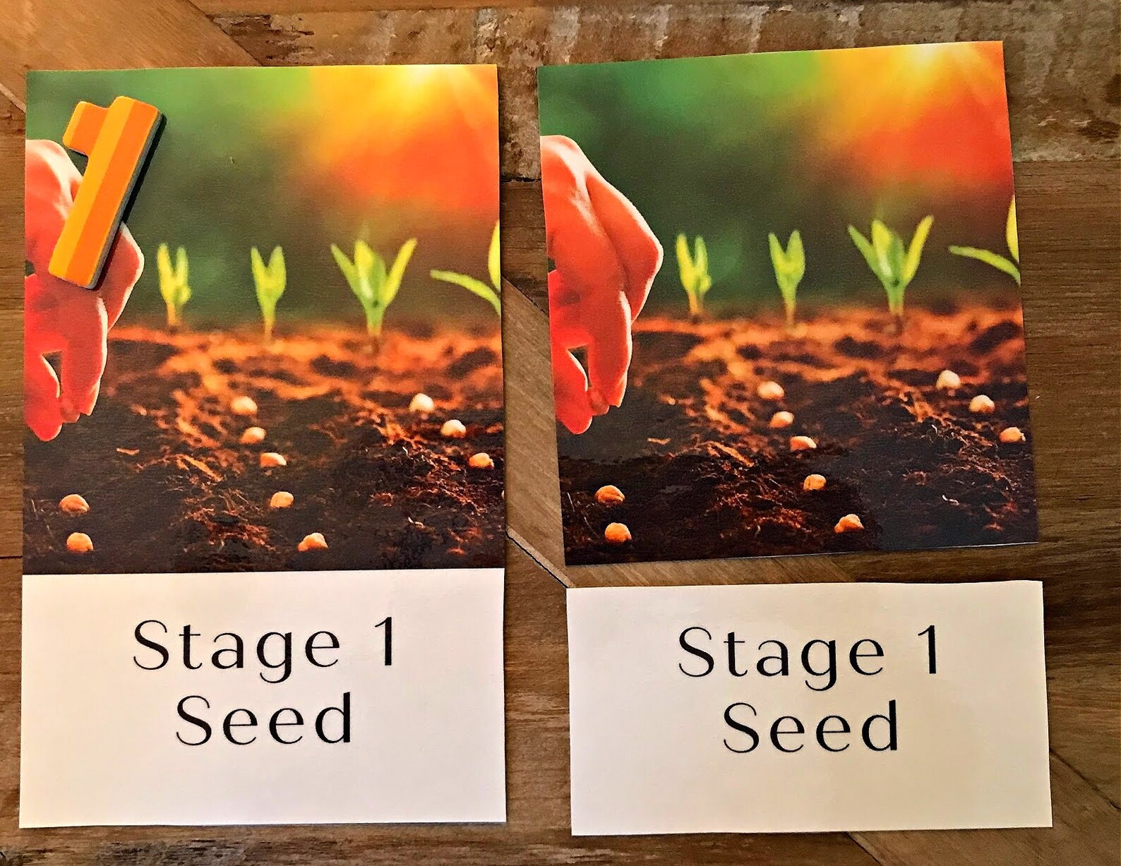 Life Cycle 3-part Cards Life Cycle of Bee Lifecycle of Butterfly Life ...