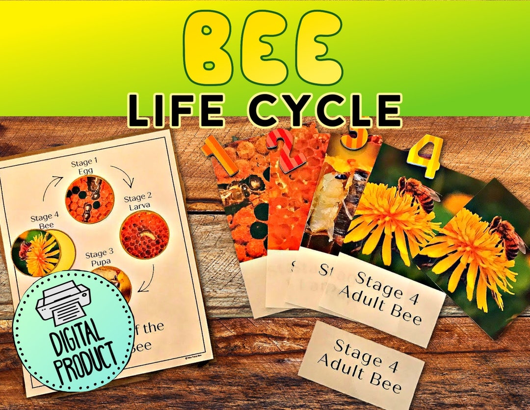 Life Cycle of a Honey Bee Honey Bee Three-part Cards 4 - Etsy