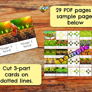 Life Cycle 3-part Cards | Life Cycle of Bee | Lifecycle of Butterfly ...