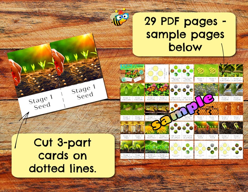 Life Cycle 3-part Cards Life Cycle of Bee Lifecycle of Butterfly Life ...