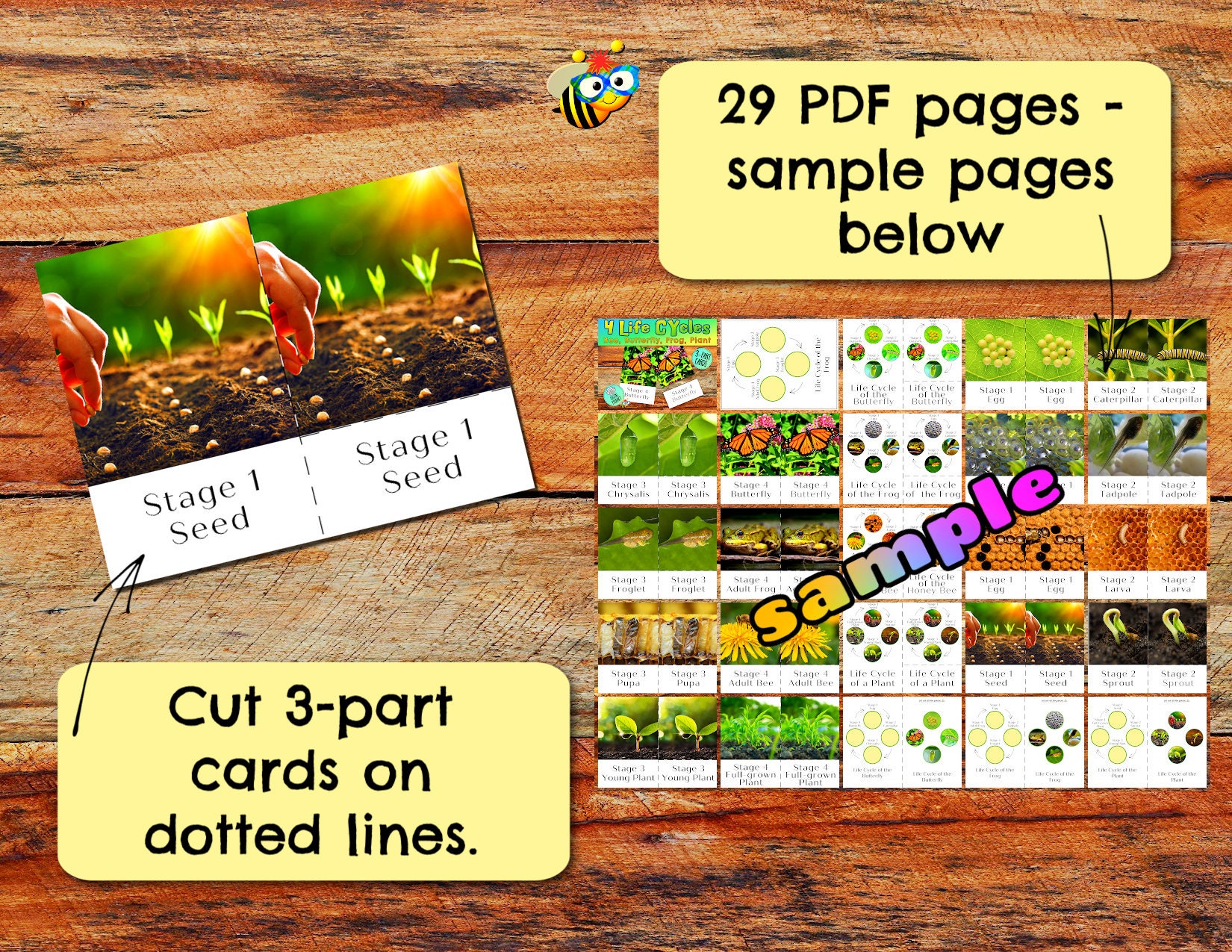 Life Cycle 3-part Cards Life Cycle of Bee Lifecycle of Butterfly Life ...