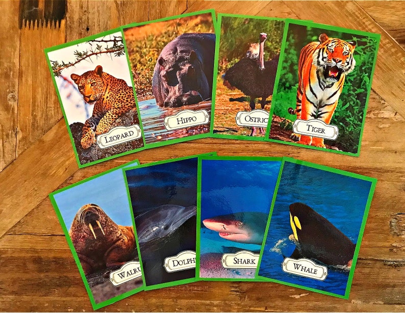 Science Activities | Animal Flashcards | Bug Flashcards | Science ...