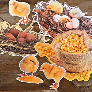 Dramatic Play Farm Chicken Life Cycle Life Cycle Chicken Farm Activity ...