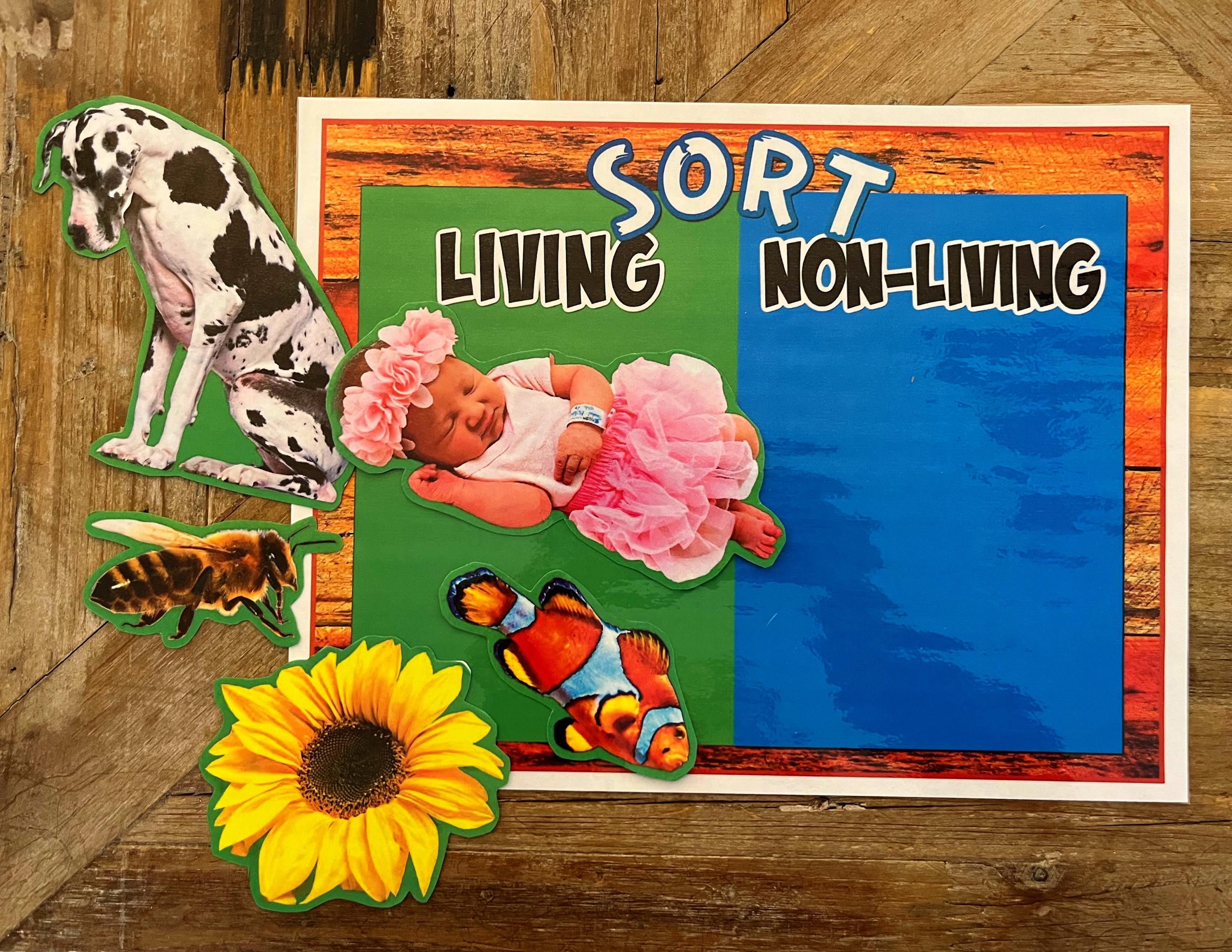 Living and Non-living Sorting | Sensory Bin Center Activity | Sorting ...