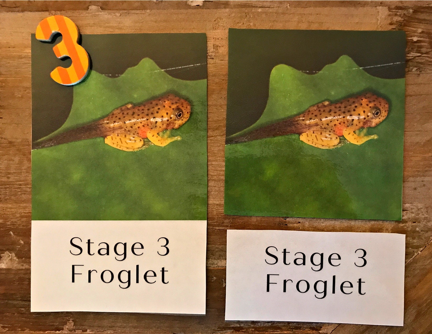 Life Cycle of a Frog | Frog Lifecycle | Three-part Cards | 4 Stages ...