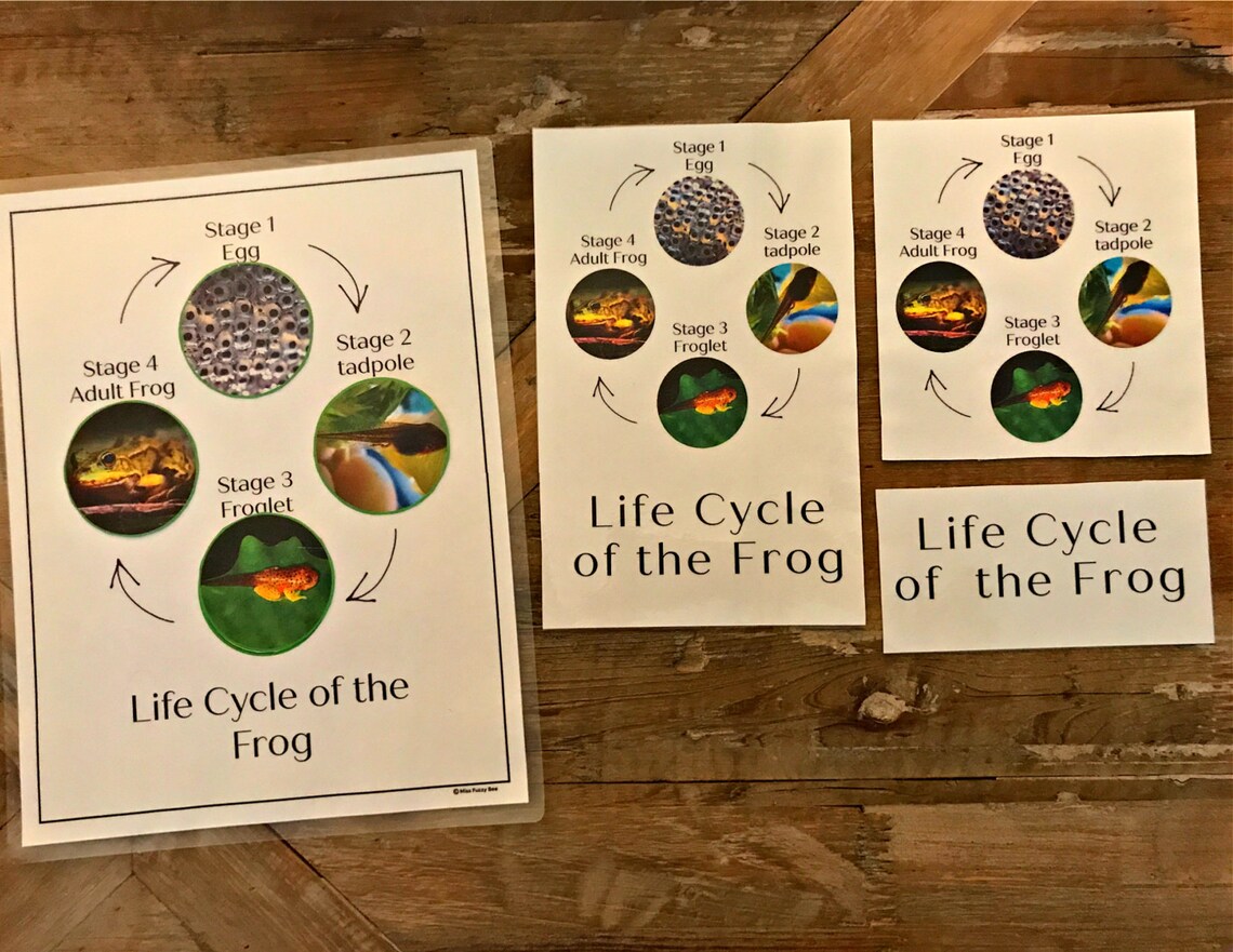 Life Cycle of a Frog Frog Lifecycle Three-part Cards 4 Stages Frog ...